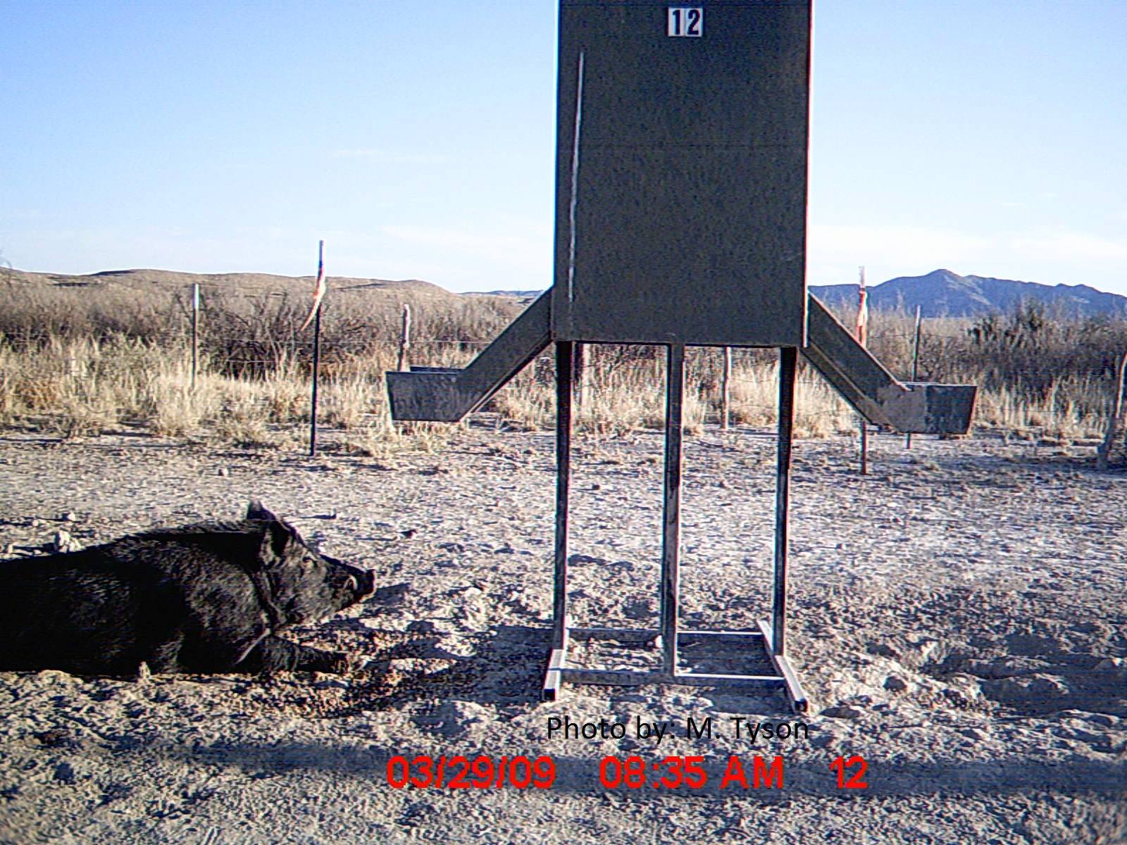 Feral Hogs and White-tailed Deer - Texas Landowners Association