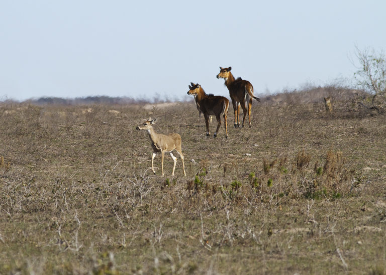 Dietary Competition among Nilgai, Cattle, and Deer: What We Can Learn ...